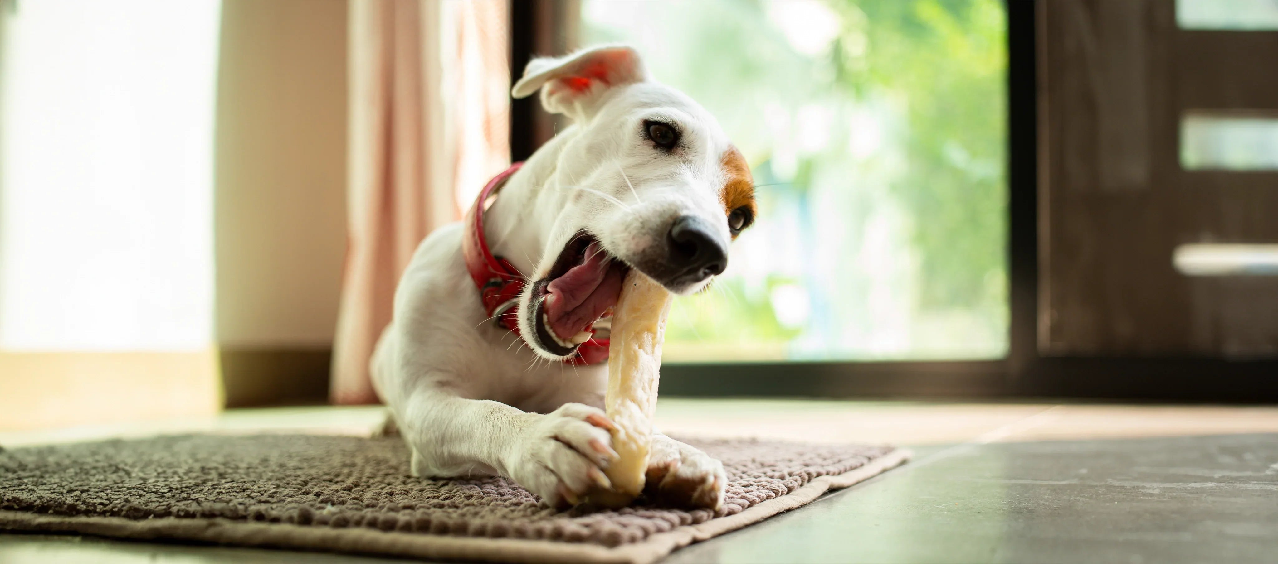 Is Collagen Good for Dogs? | Benefits & Key Differences Between Bovine ...